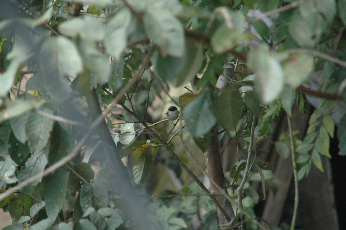 eBird Checklist - 11 Oct 2017 - Residencia personal - 7 species