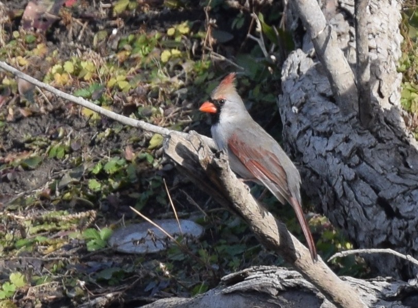 Photos - Northern Cardinal - Cardinalis cardinalis - Birds of the World