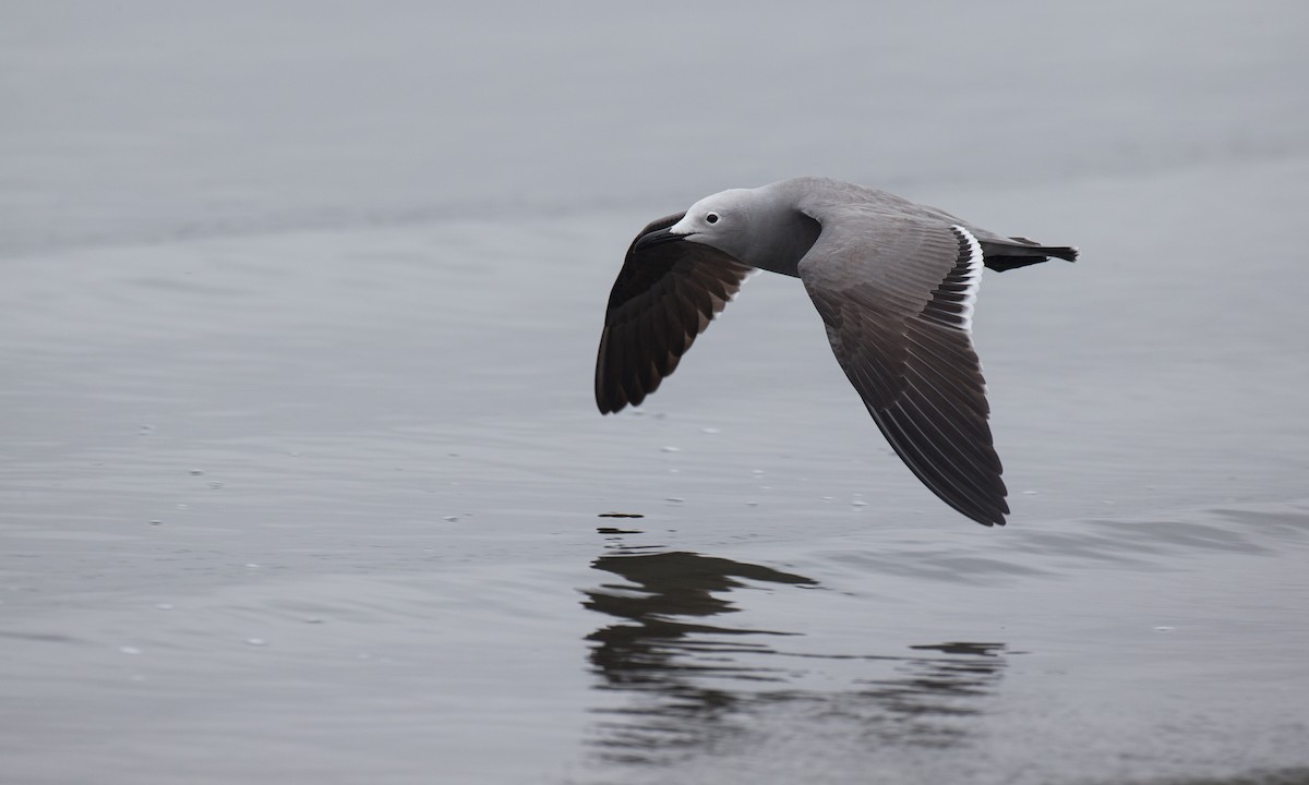 ML77579121 - Gray Gull - Macaulay Library