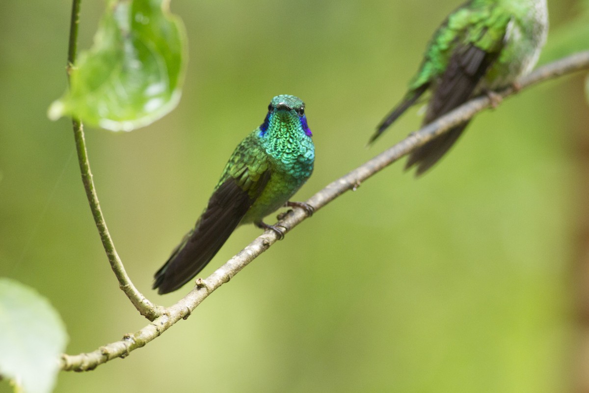 eBird Checklist - 10 Sep 2017 - Monteverde--Hummingbird Gallery - 7 species