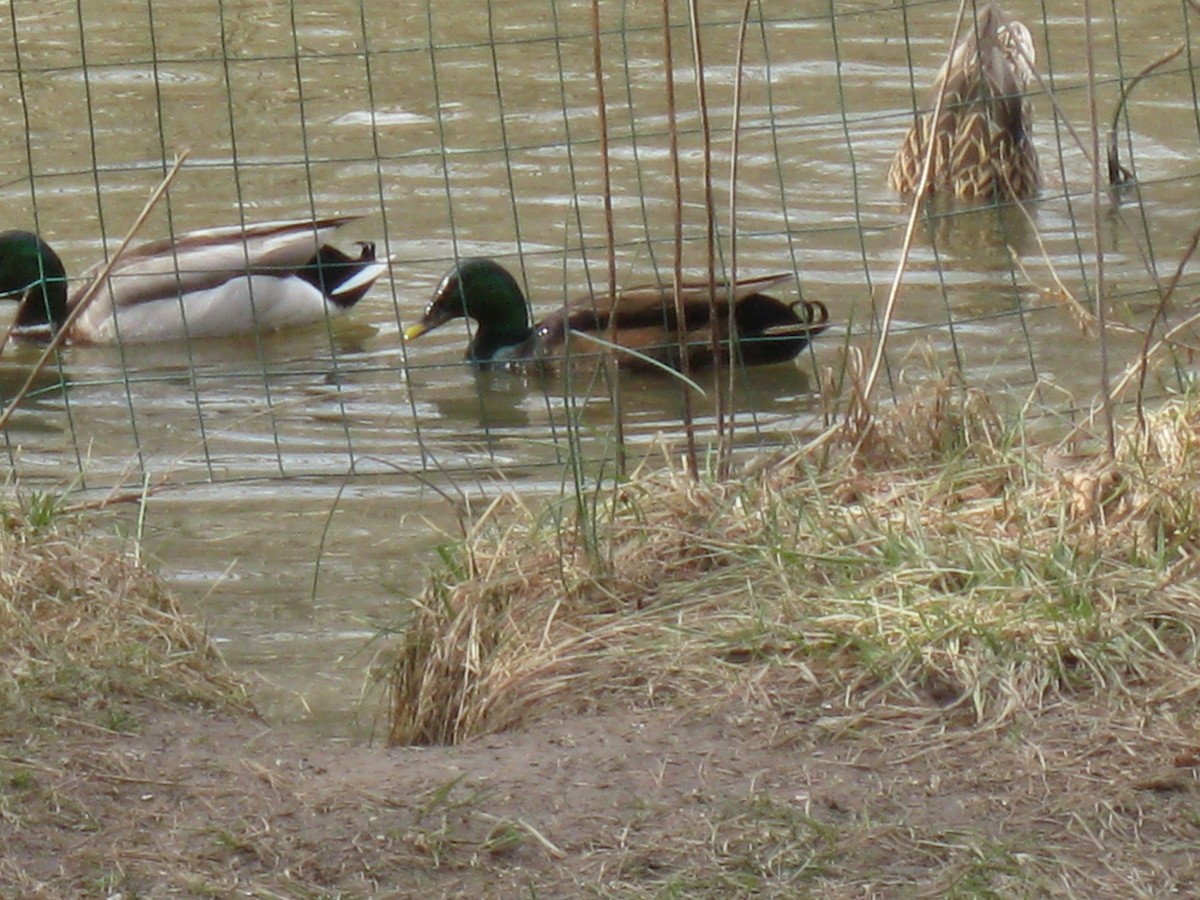 ML78204101 - dabbling duck sp. - Macaulay Library