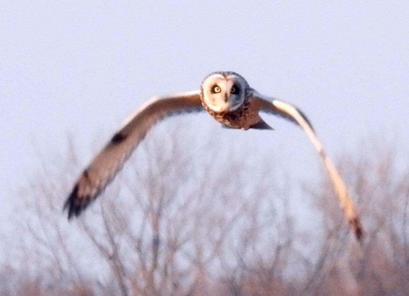 eBird Checklist - 16 Dec 2017 - Limberlost Swamp Wetland Preserve ...