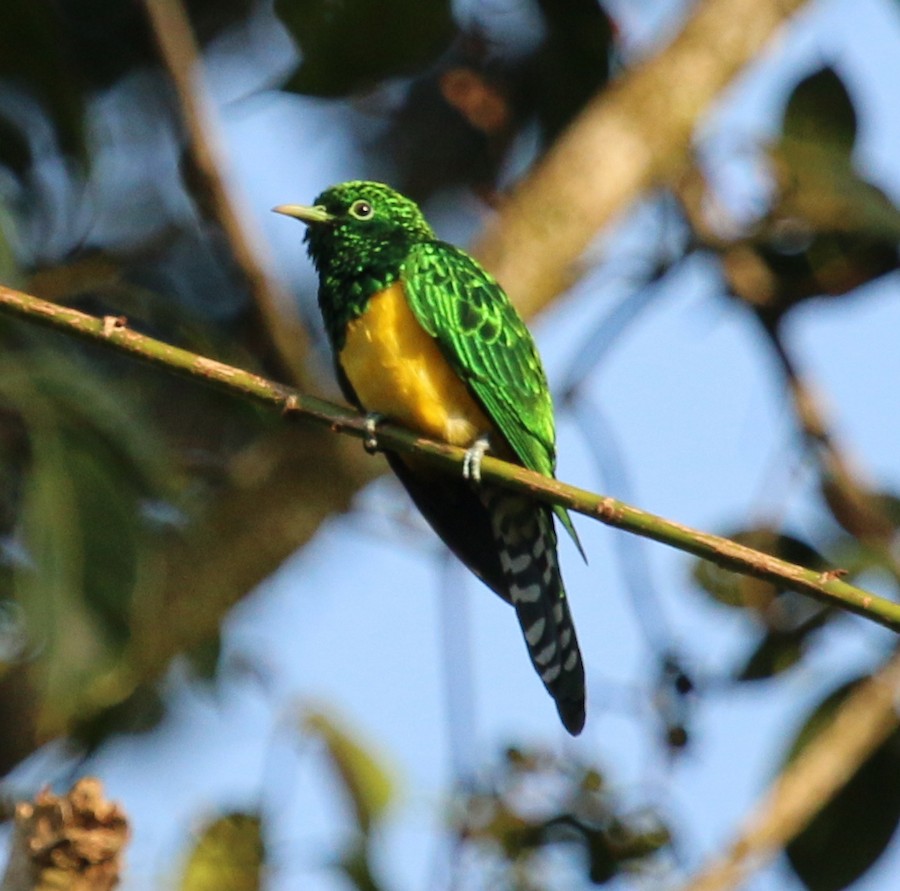 African Emerald Cuckoo (African) - eBird