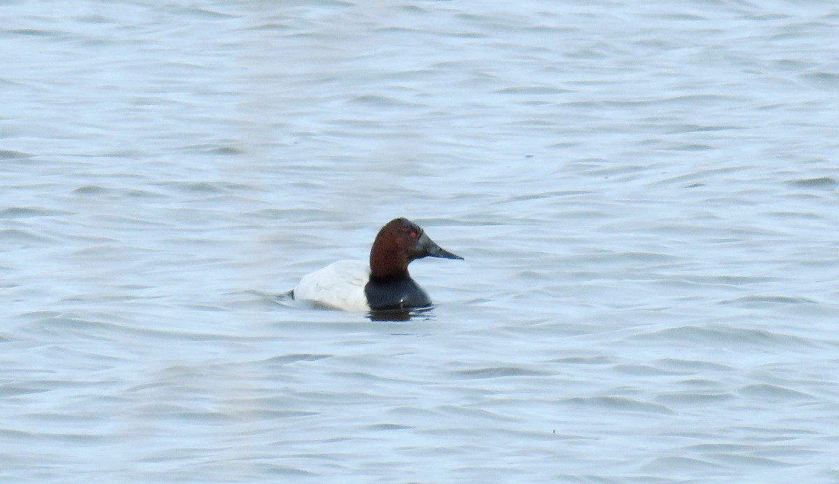 ML78910381 - Canvasback - Macaulay Library