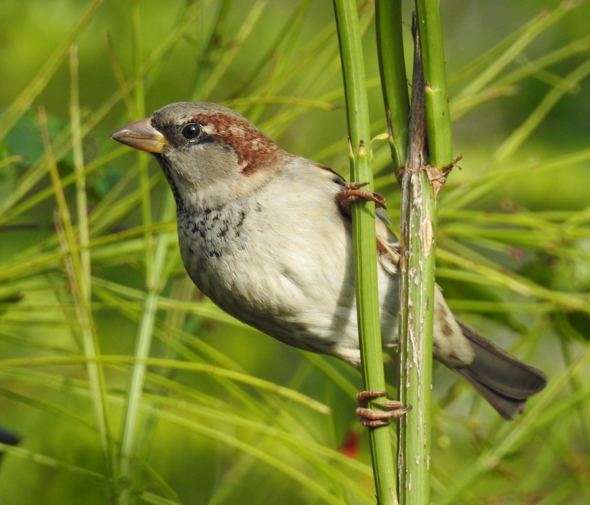 ML79062381 - House Sparrow - Macaulay Library