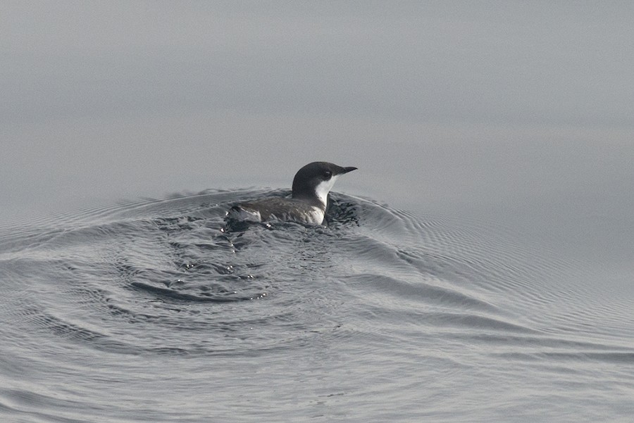 murrelet sp. - eBird
