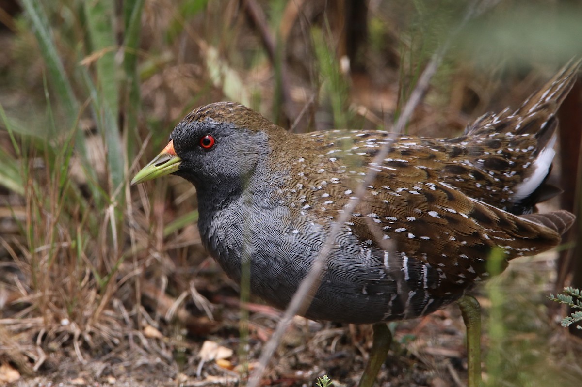 eBird Checklist - 30 Dec 2017 - Pauls Wetland - 1 species