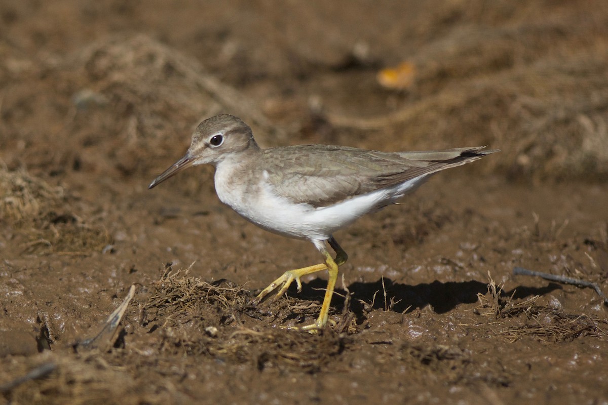 ML79836941 - Spotted Sandpiper - Macaulay Library