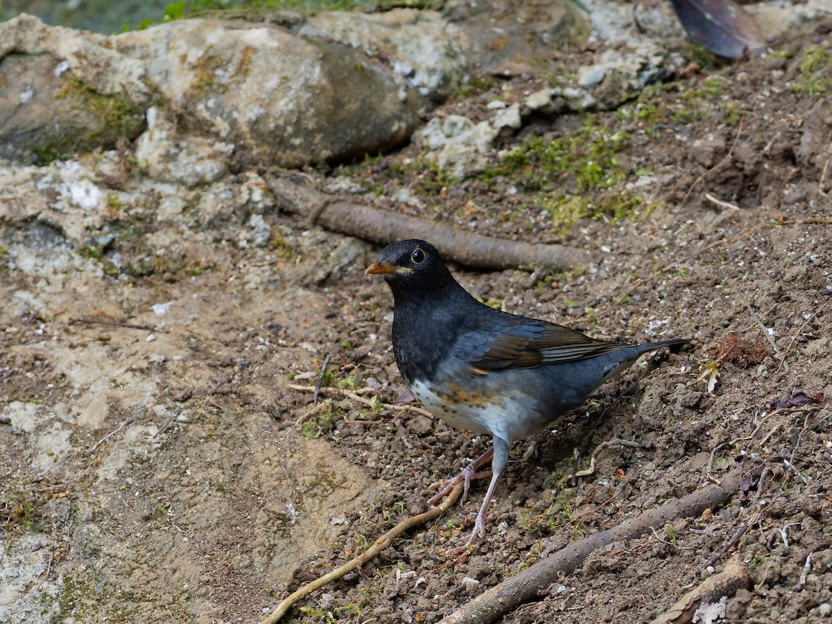 ML79868231 - Black-breasted Thrush - Macaulay Library