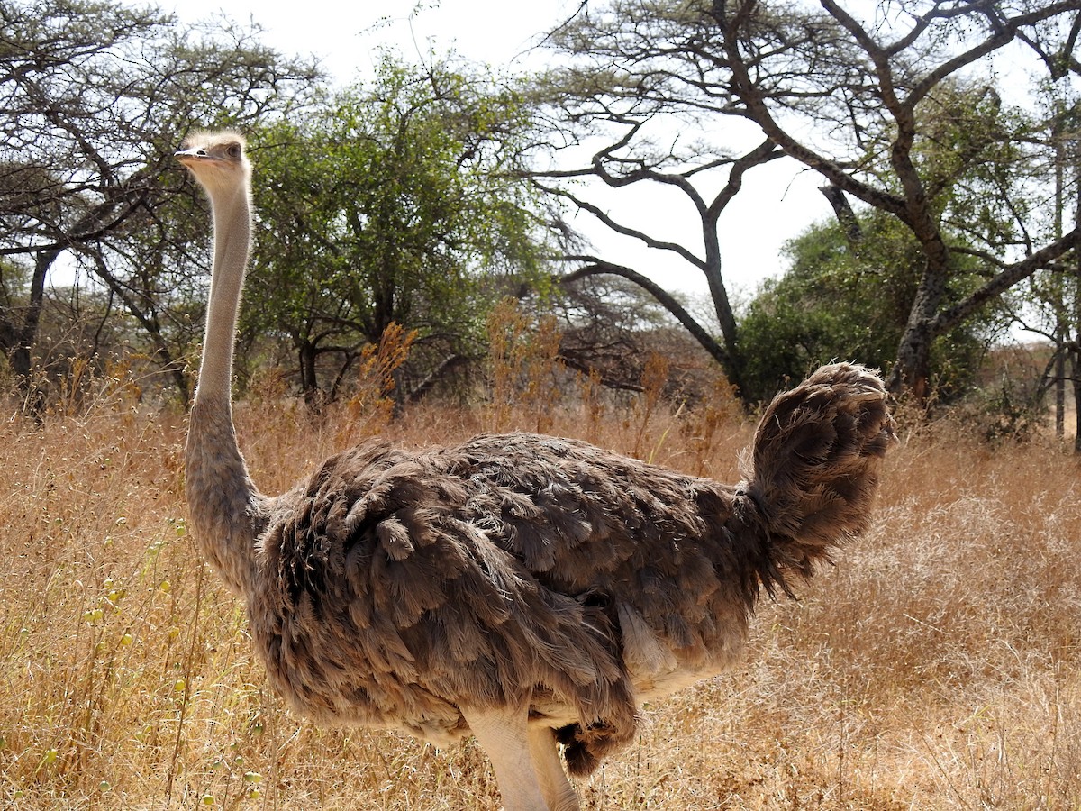 Somali Ostrich - Struthio molybdophanes - Media Search - Macaulay ...