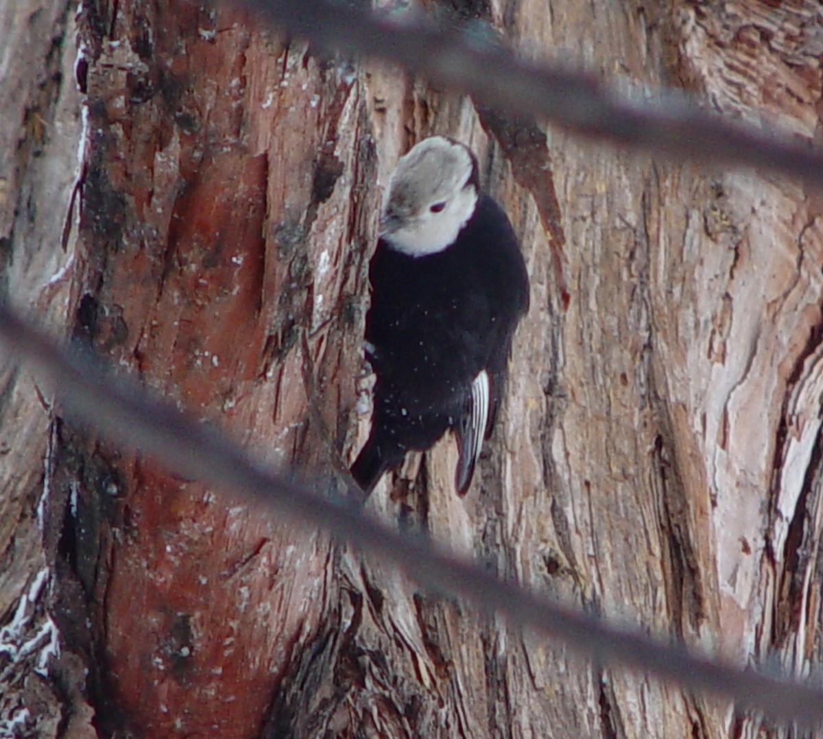 eBird Checklist - 24 Jan 2008 - Cuyamaca Rancho SP--Paso Picacho ...