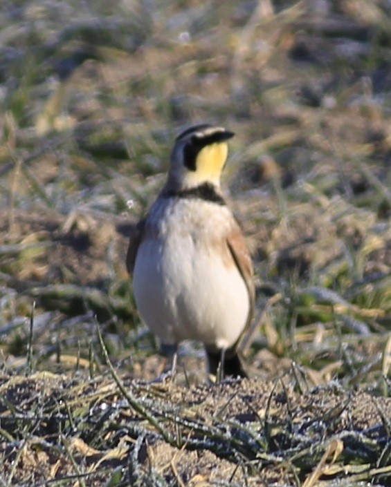 eBird Checklist - 3 Jan 2018 - 4918 Red House Road, Seaford, Delaware ...