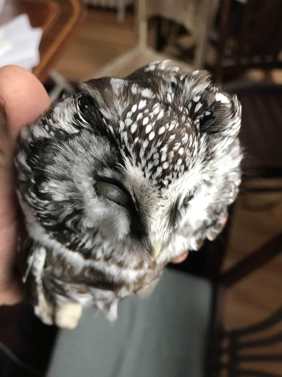 eBird Checklist - 1 Jan 2018 - Len Fox House - 1 species