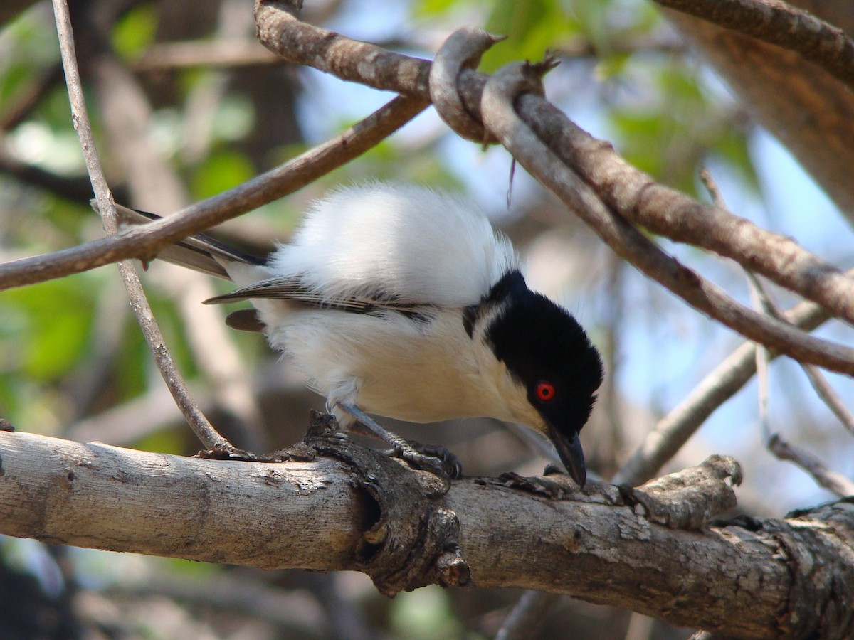 ML80680001 - Black-backed Puffback - Macaulay Library