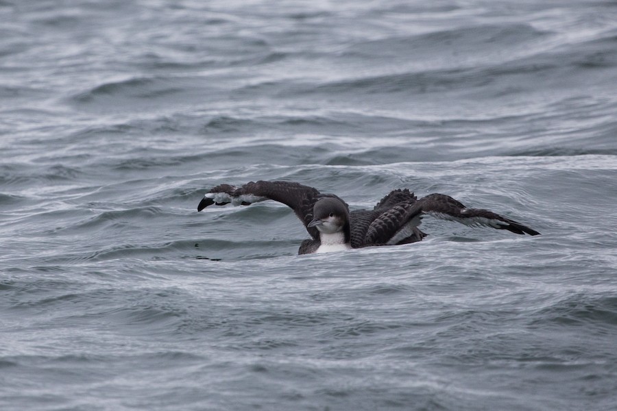 Arctic/Pacific Loon - eBird