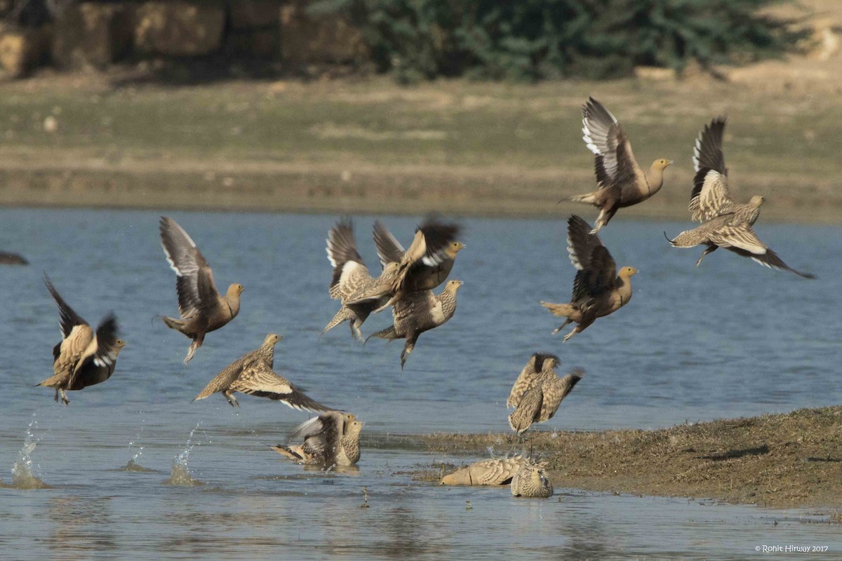 eBird Checklist - 19 Dec 2017 - Netsi Lake - 68 species (+1 other taxa)
