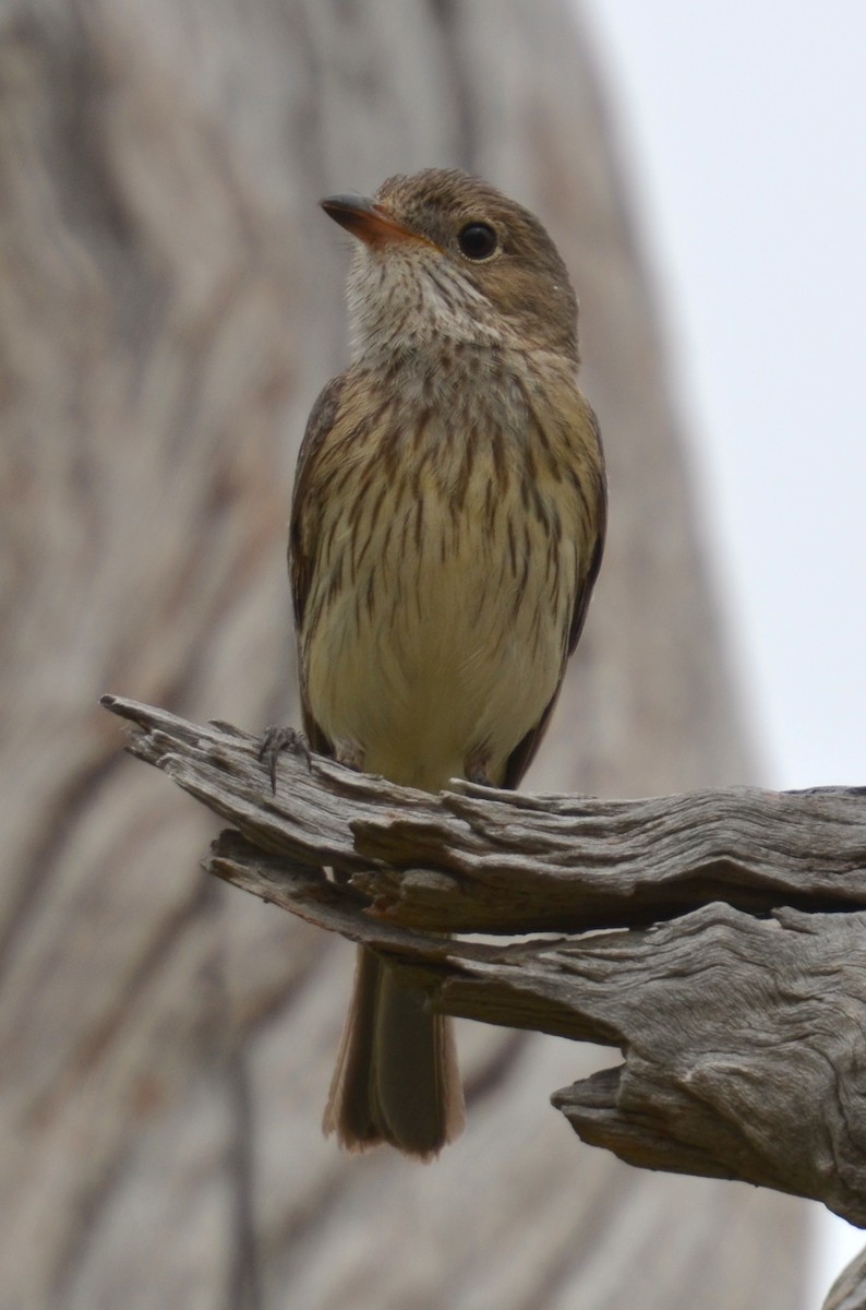 ML81211251 - Rufous Whistler - Macaulay Library