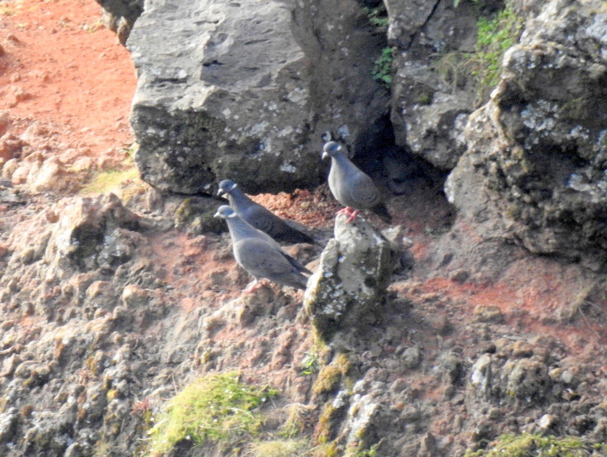 eBird Checklist - 28 Nov 2017 - Gemessa Gedel - 15 species (+1 other taxa)