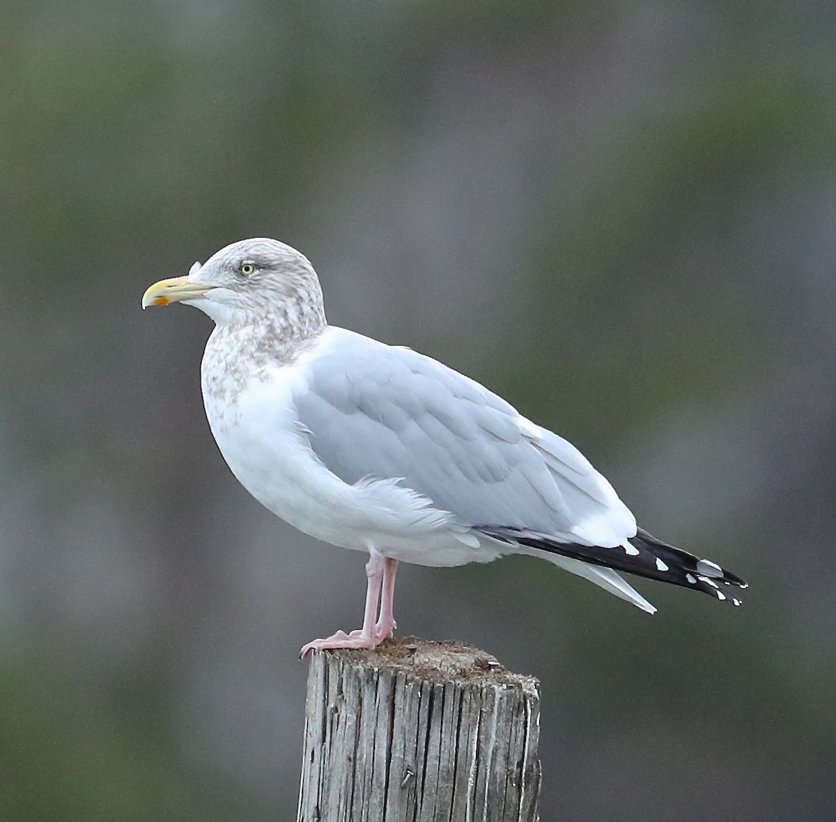 ML81342731 - American Herring Gull - Macaulay Library