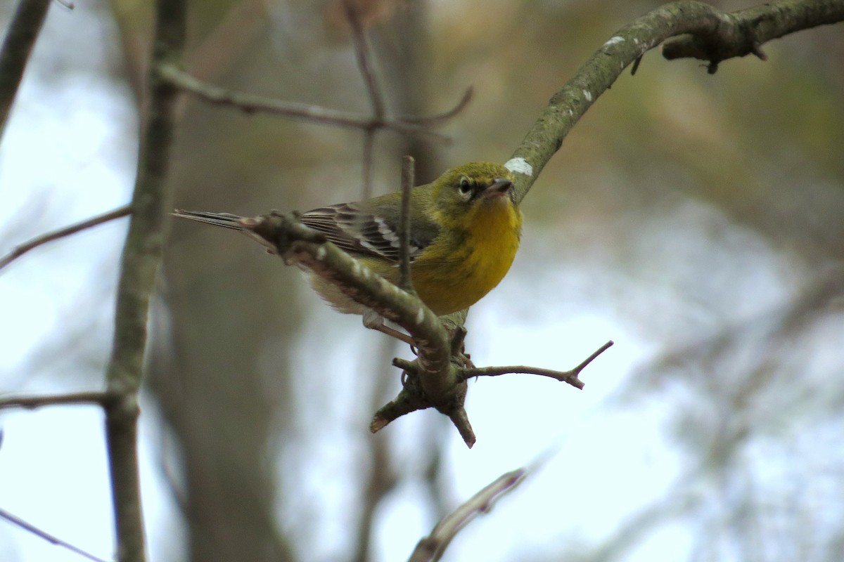 eBird Checklist - 10 Jan 2018 - Langley Pond Park - 20 species