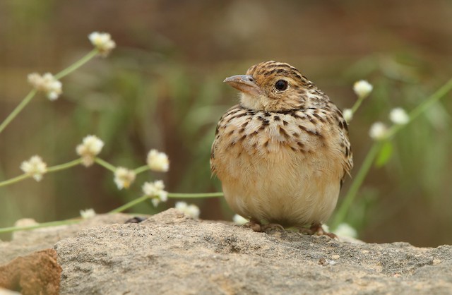 Monthly featured photos - eBird India