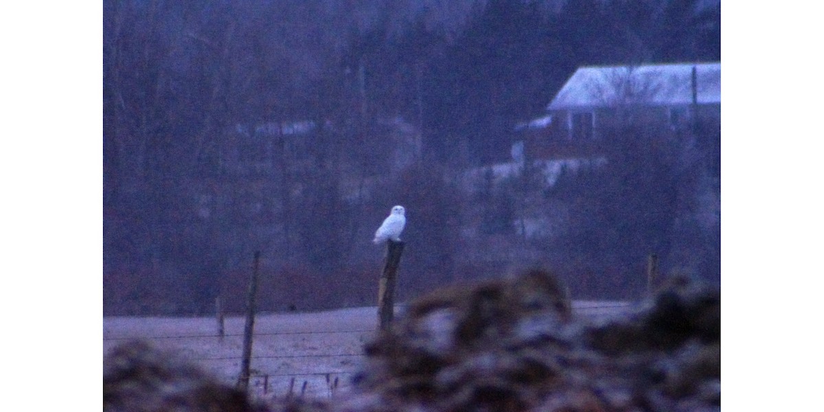 eBird Checklist - 14 Jan 2018 - tantramar marsh - 14 species