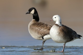 Ross's x Cackling Goose (hybrid) - eBird
