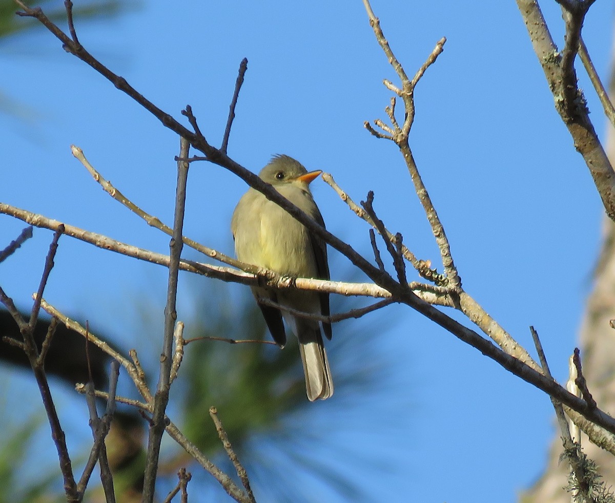 eBird Checklist - 14 Jan 2018 - Bear Creek Park - 17 species