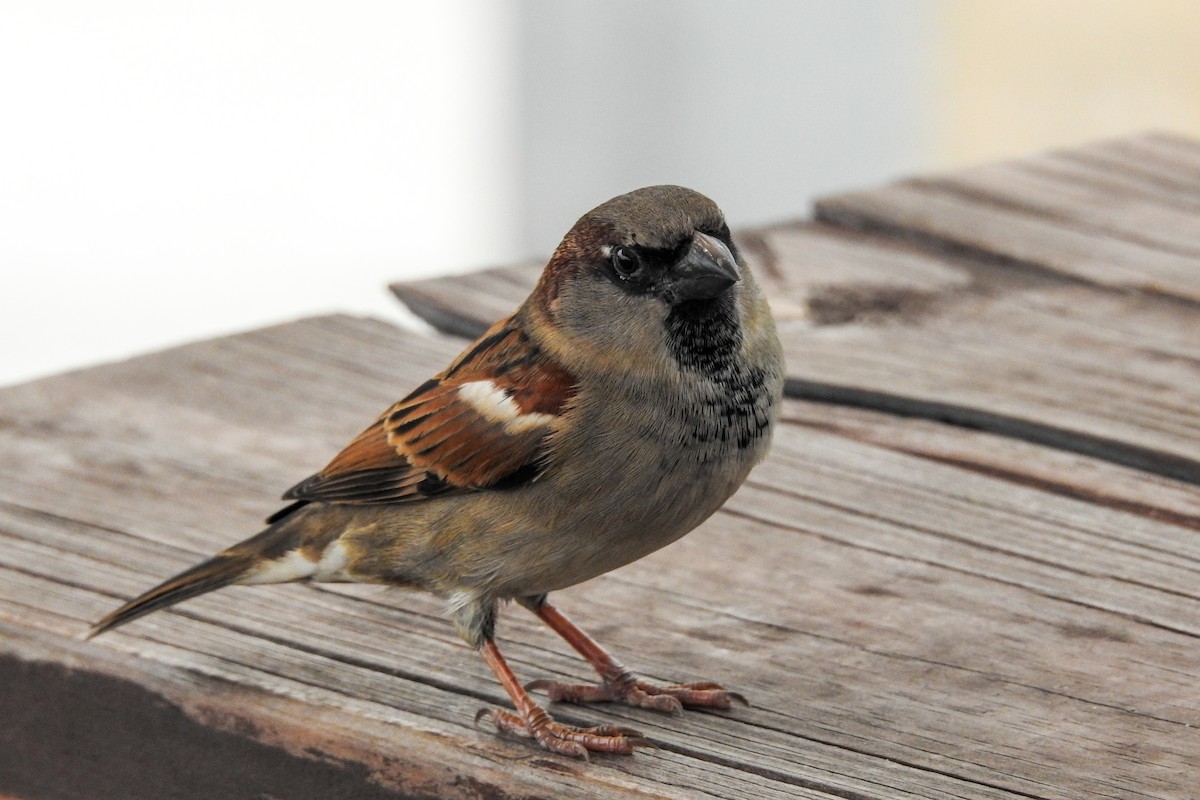 ML82484691 - House Sparrow - Macaulay Library