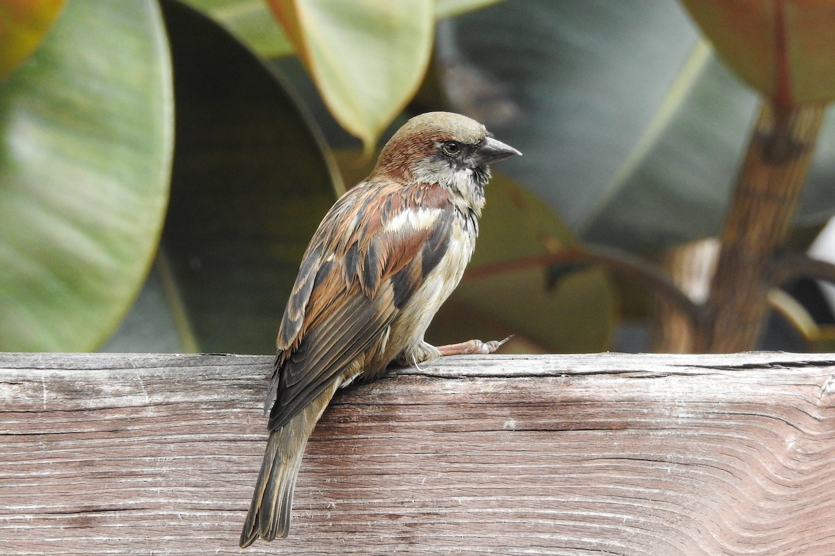 ML82484701 - House Sparrow - Macaulay Library