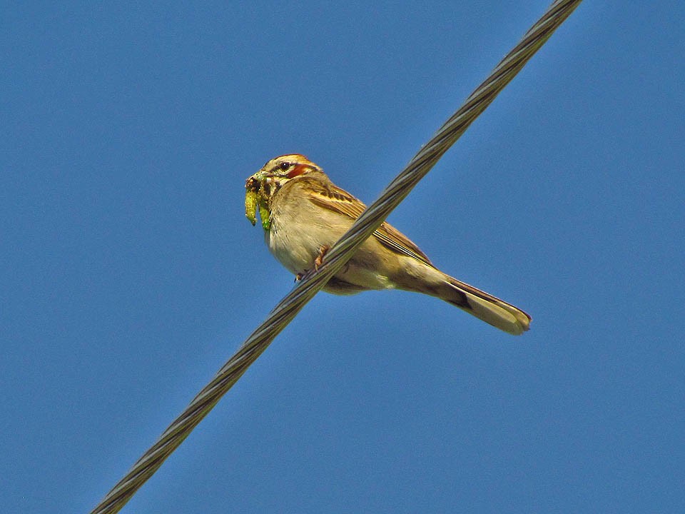 eBird Checklist - 6 Jun 2014 - BBS 31 - #57 - 1 species