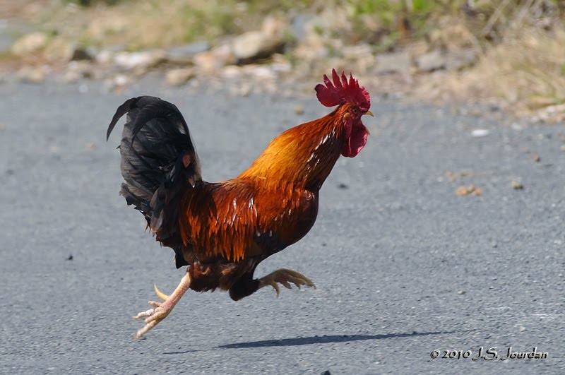 ML83738711 - Red Junglefowl (Domestic type) - Macaulay Library