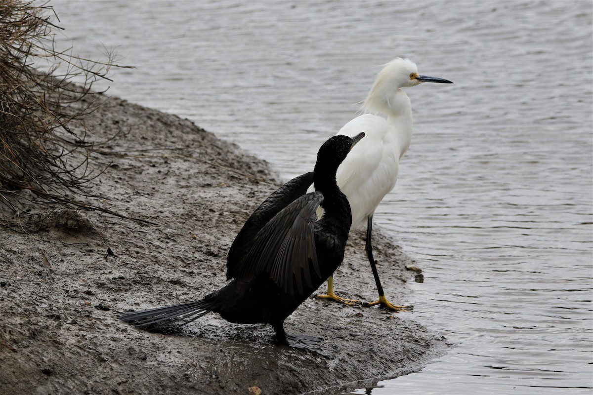 eBird Checklist - 19 Jan 2018 - Aransas NWR--Visitors Center/HQ - 29 ...