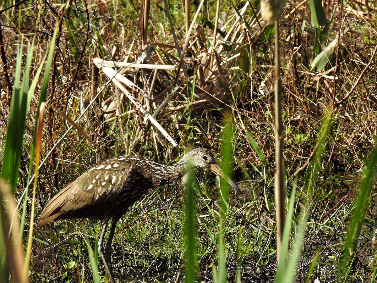 eBird Checklist - 12 Feb 2018 - Babcock-Webb WMA - 63 species