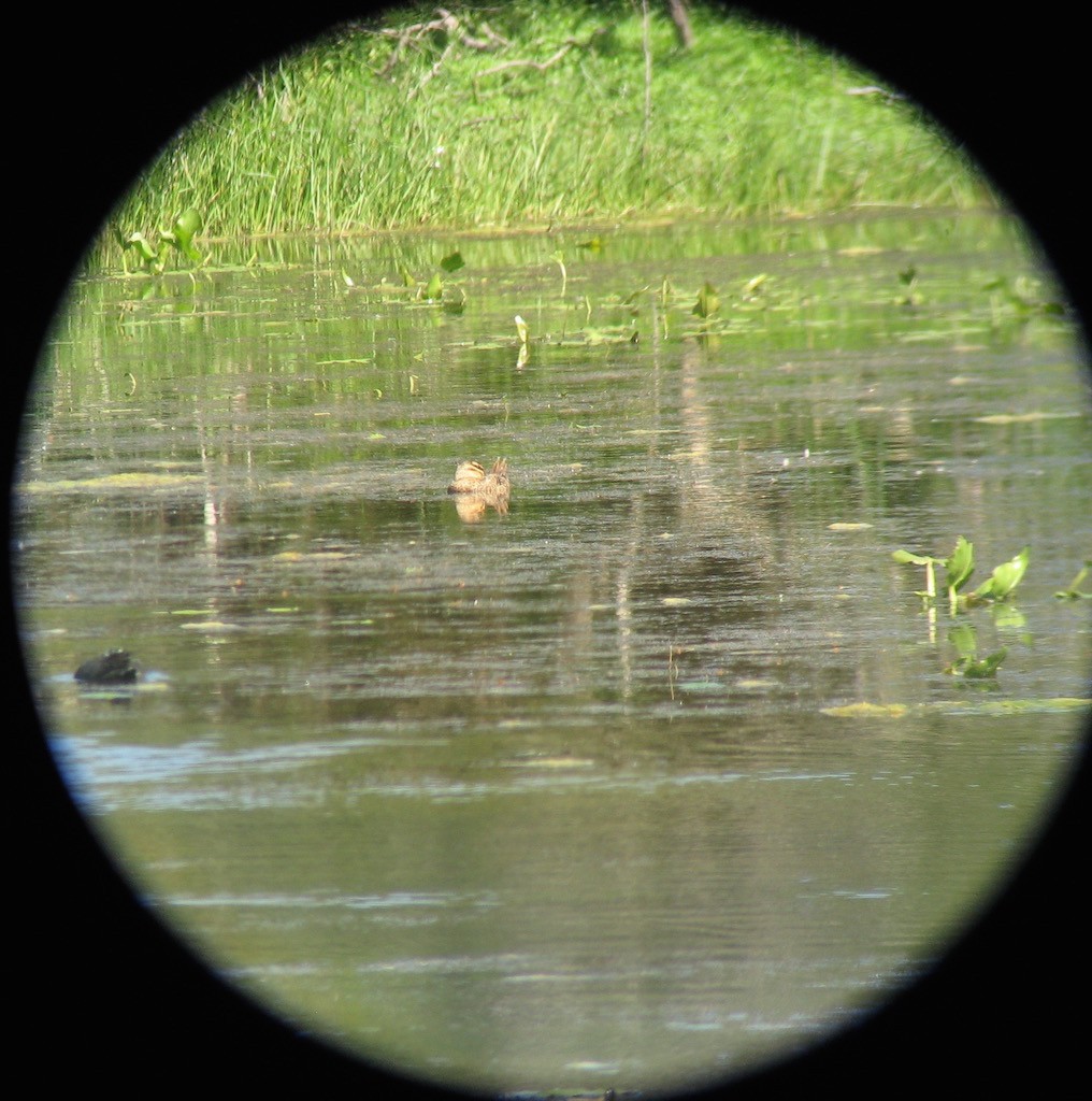 eBird Checklist - 28 Mar 2009 - Laguna Atascosa NWR--Alligator Pond - 2 species