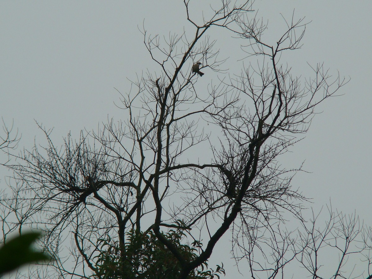 ML85703341 - Light-vented Bulbul - Macaulay Library
