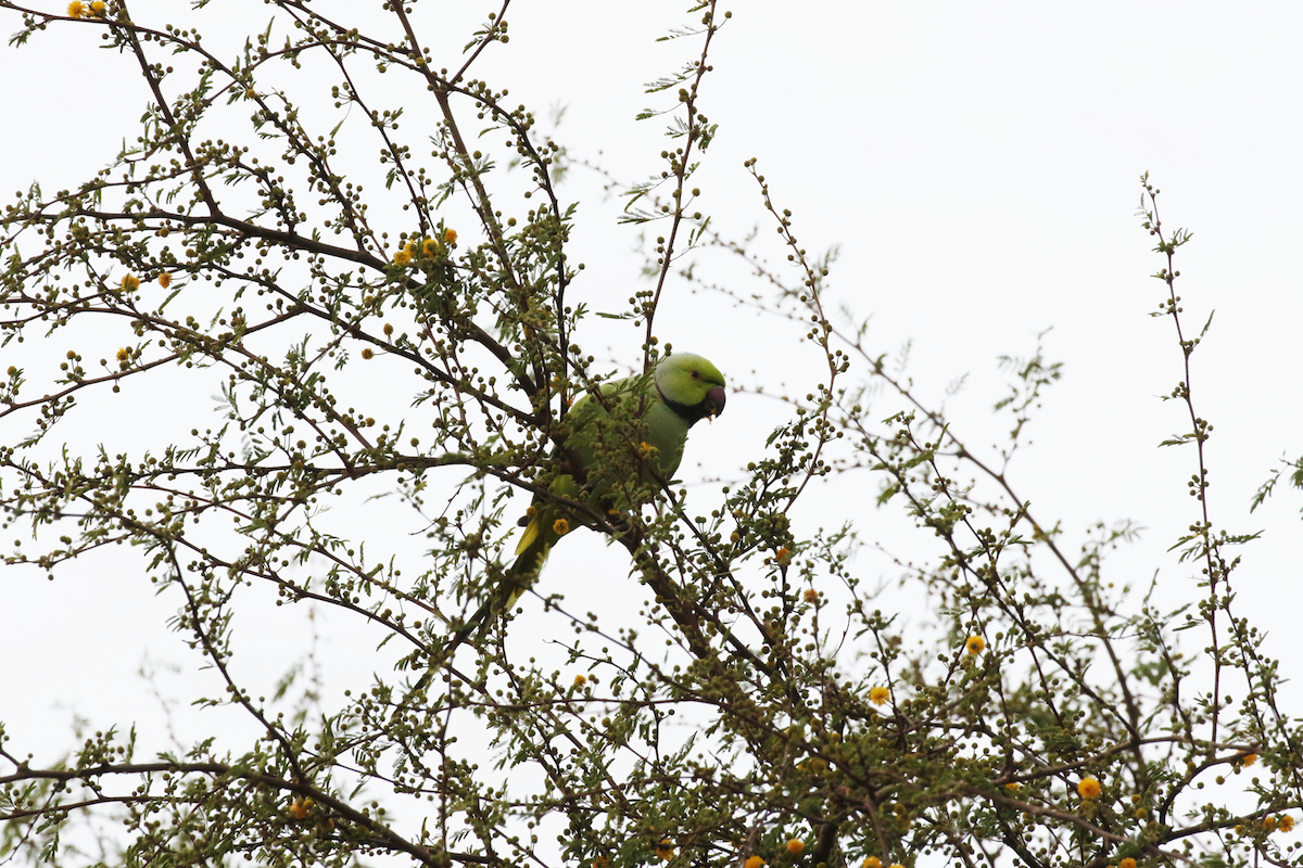 eBird Checklist - 14 Feb 2018 - Encanto Park - 25 species (+1 other taxa)