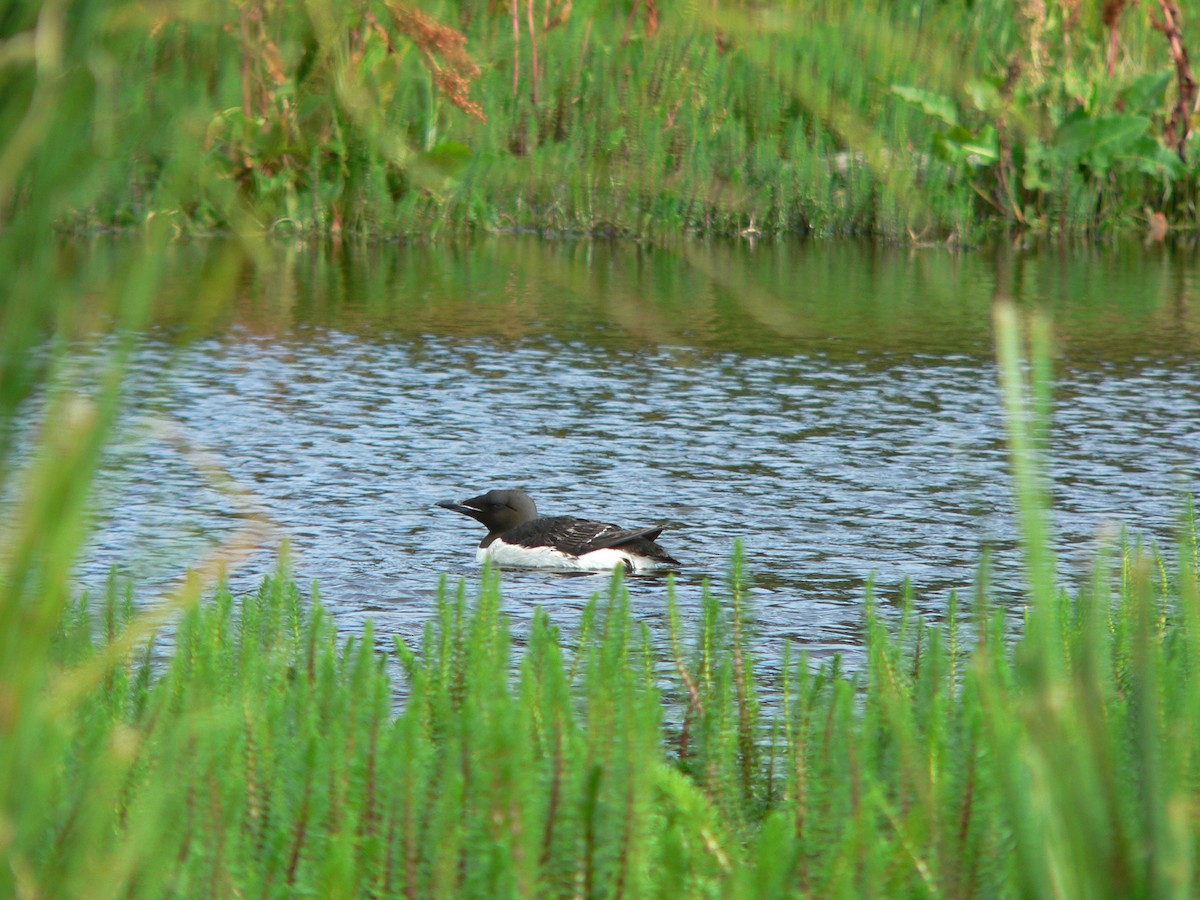 eBird Checklist - 28 Jul 2005 - Middleton Island (restricted access ...