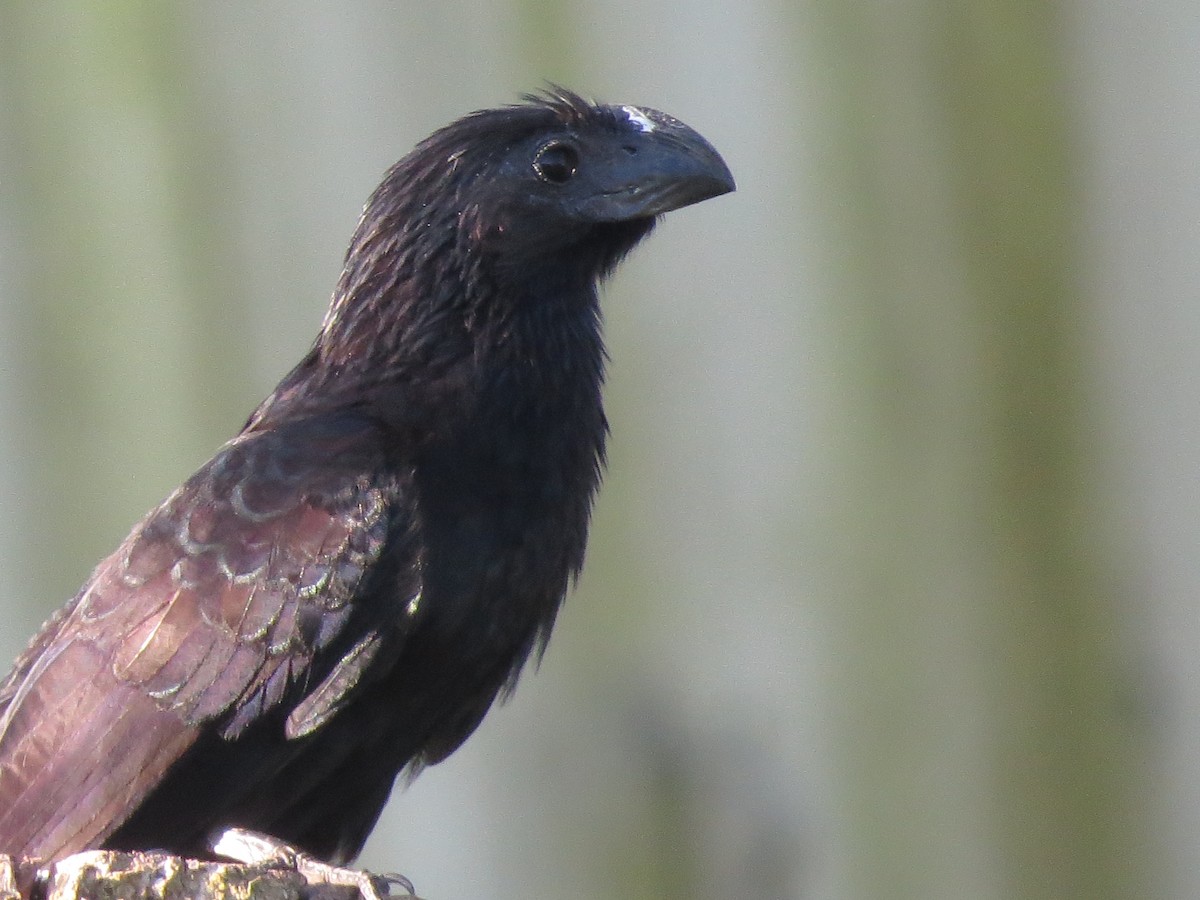 eBird Checklist - 7 Feb 2018 - Crooked Tree Wildlife Sanctuary--Bird's ...