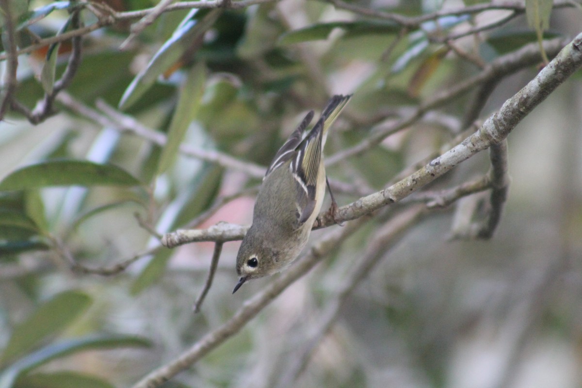 ML86640801 - Ruby-crowned Kinglet - Macaulay Library
