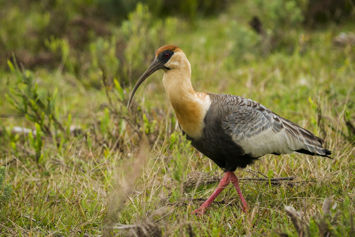 ML87857961 - Buff-necked Ibis - Macaulay Library