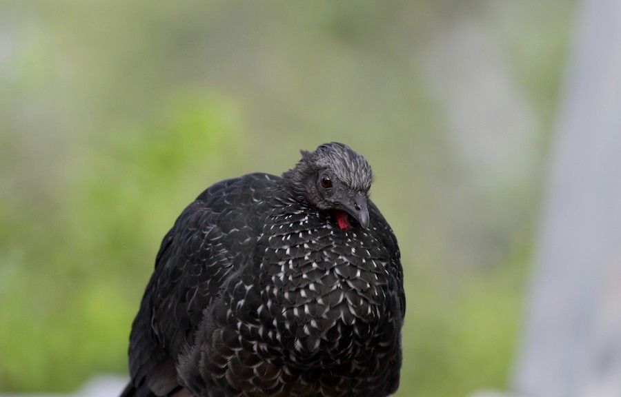 Spix's Guan (Grant's) - eBird