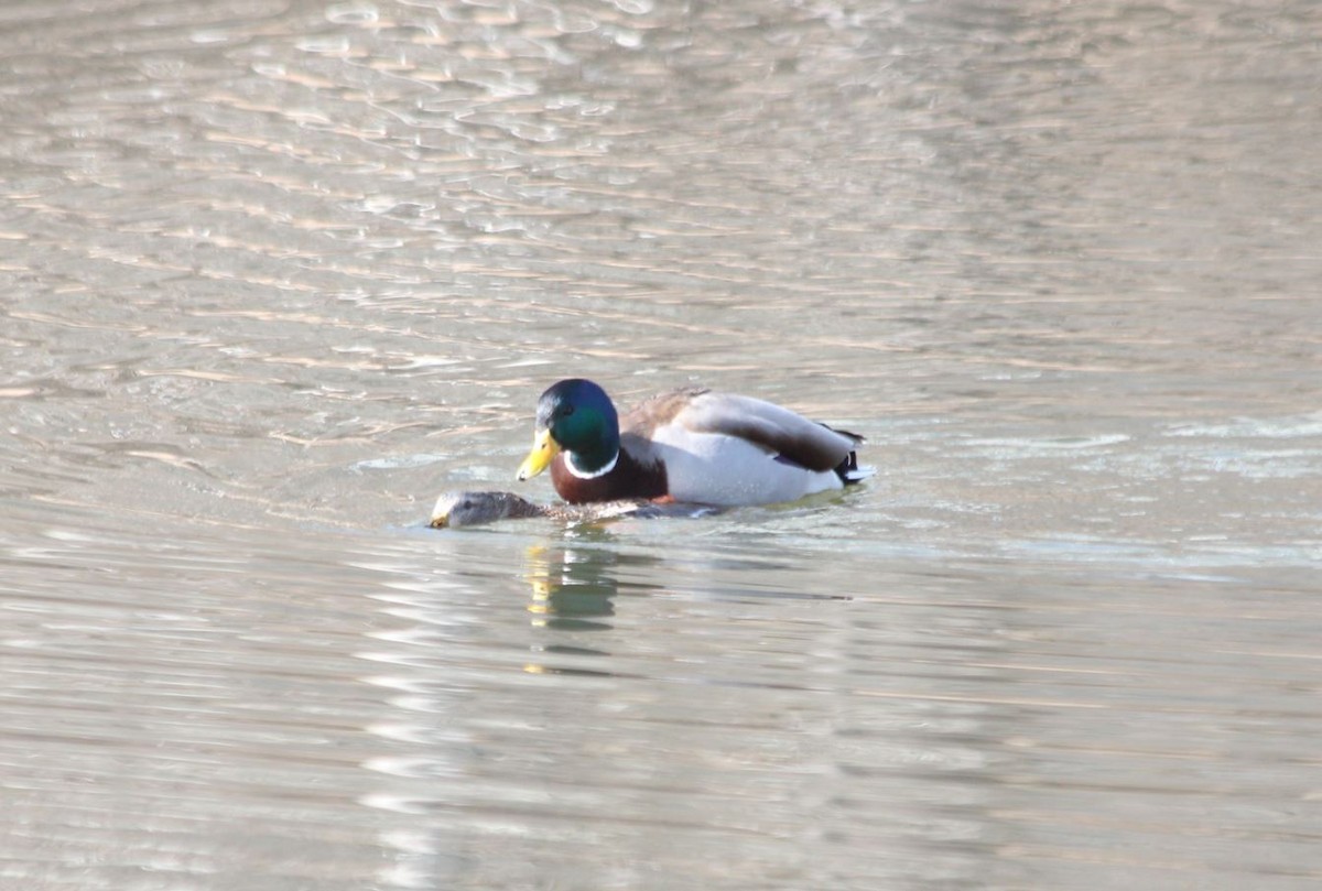 Wisconsin Breeding Bird Atlas Checklist - 2 Mar 2018 - Veterans Park ...