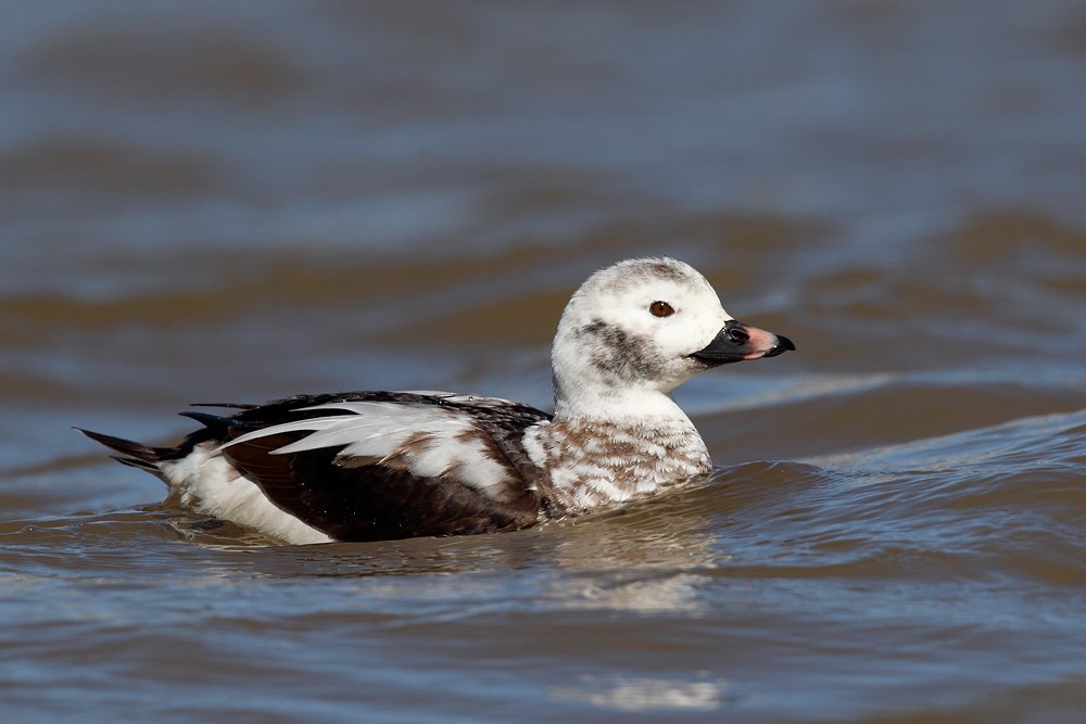 ML88241791 - Long-tailed Duck - Macaulay Library