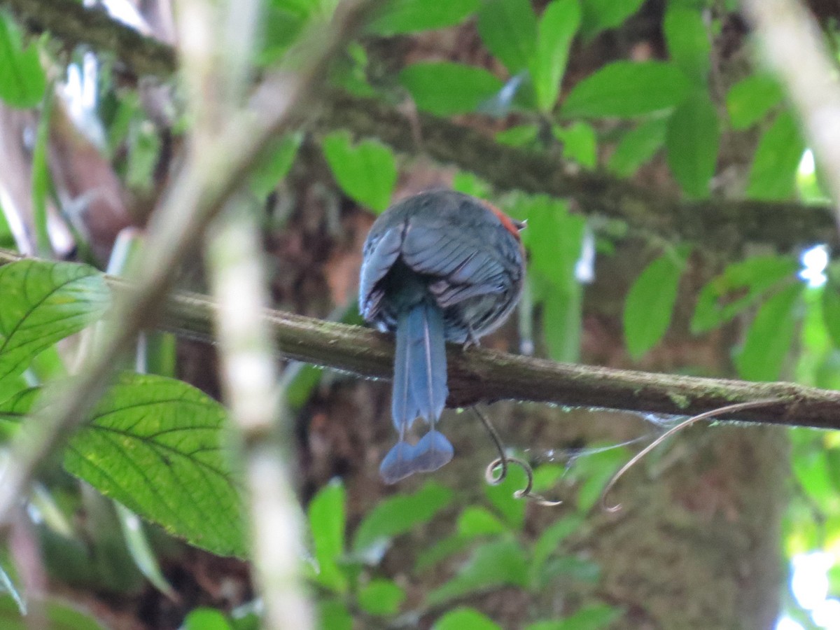 eBird Checklist - 23 Feb 2018 - Arenal Observatory Lodge - 21 species