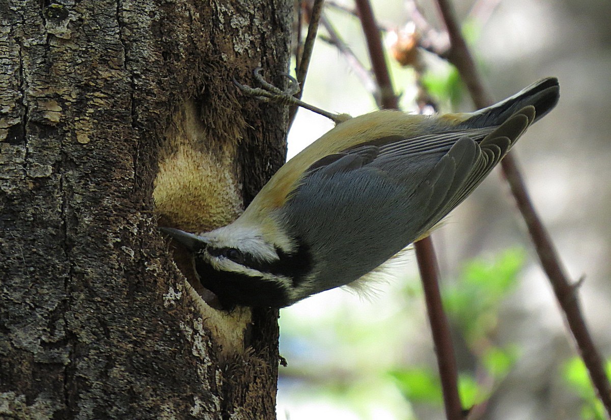ML88559121 - Red-breasted Nuthatch - Macaulay Library
