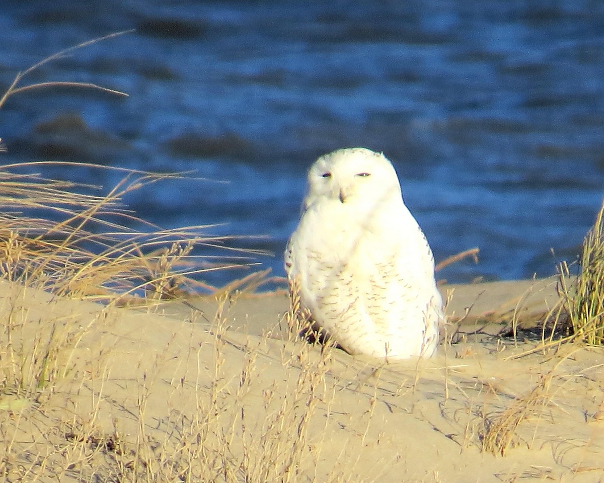 eBird Checklist - 5 Mar 2018 - Prime Hook NWR--Fowler Beach Rd./Fowler ...