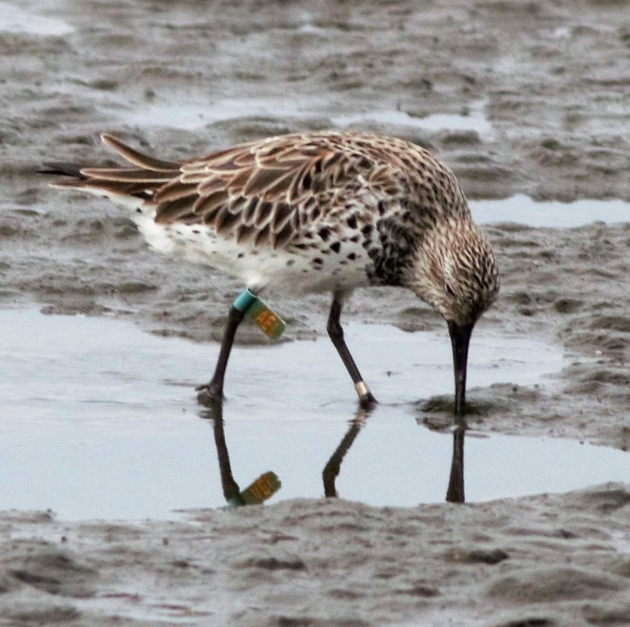 eBird Checklist - 5 Mar 2018 - Godwin Beach - 24 species
