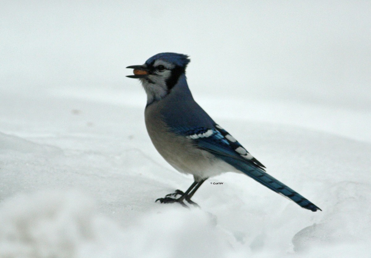 ML88594591 - Blue Jay - Macaulay Library