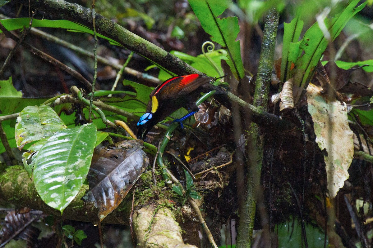 ML89138271 - Wilson's Bird-of-Paradise - Macaulay Library